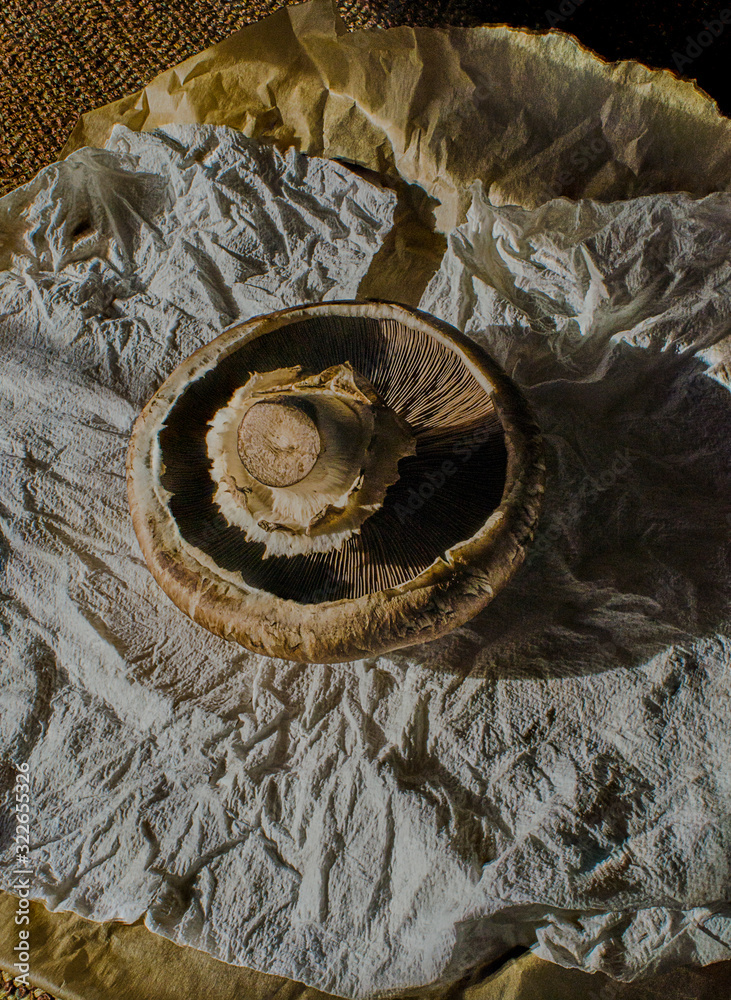Single mushroom on wrinkled paper Stock Photo | Adobe Stock