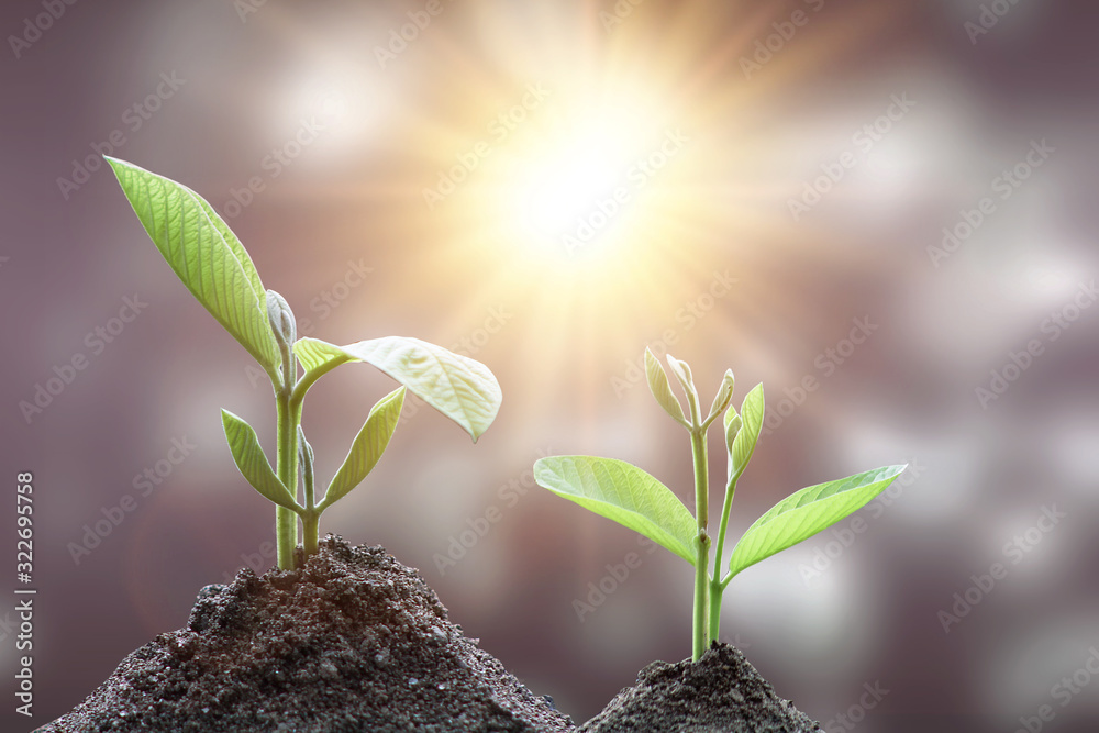 agriculture seeding growing step concept. plant growth in farm with ...