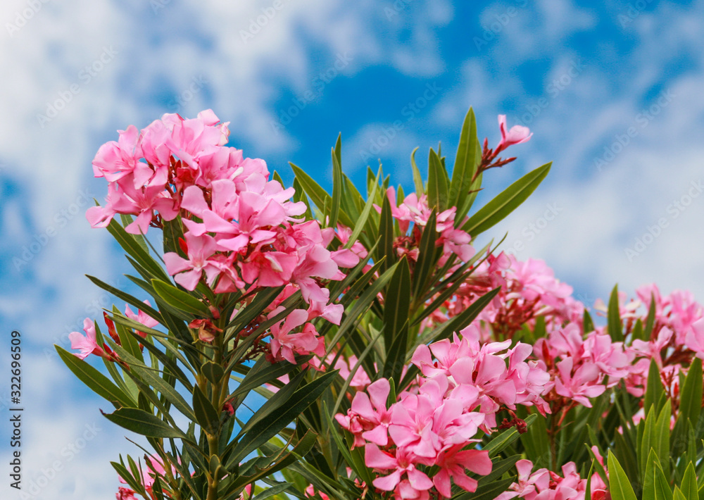 Sahara Desert Flowers