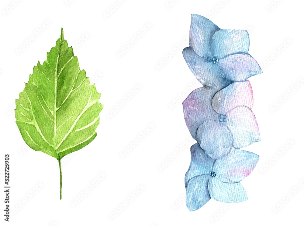 Watercolor hydrangea,flower and leaves of hydrangea.Botanic hand drawn ...