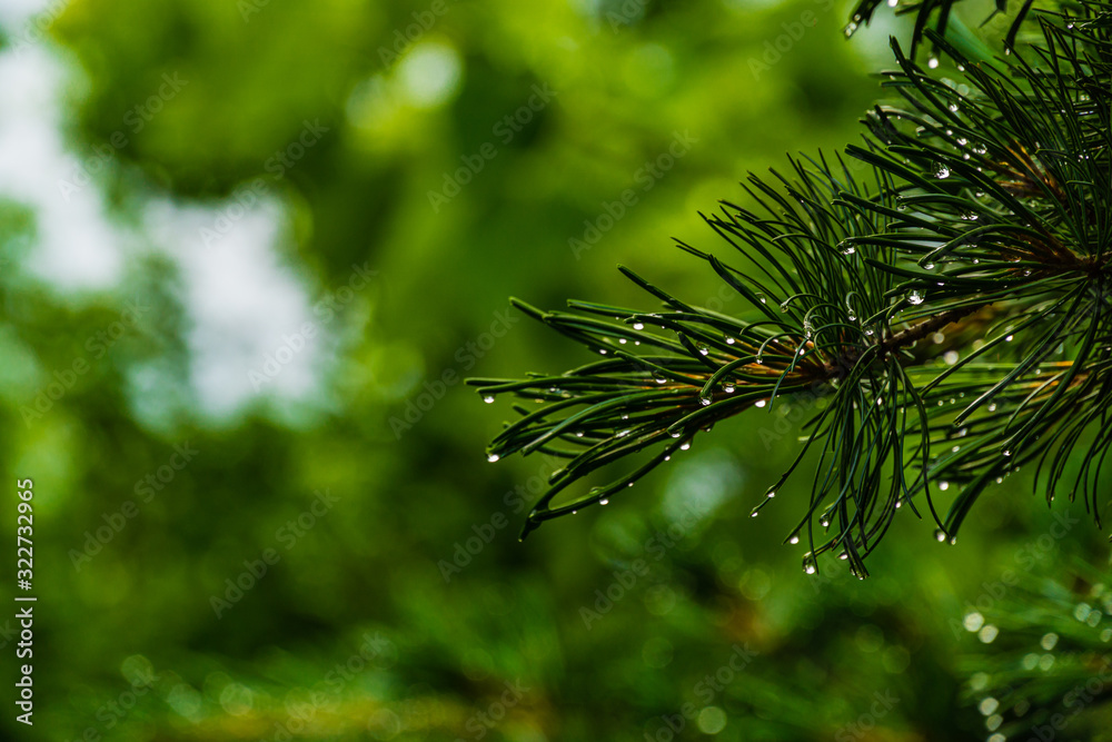 Beautiful branch of silver pine with water drops on tips of needles of ...