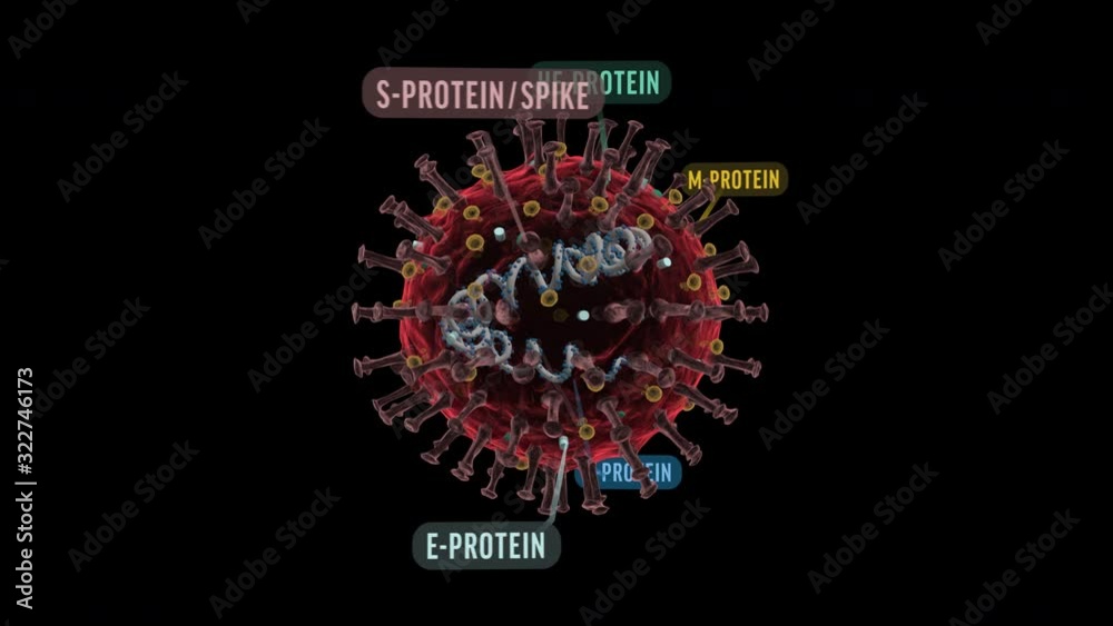 Structure of a coronavirus with labels, rotating, loopable, alpha ...