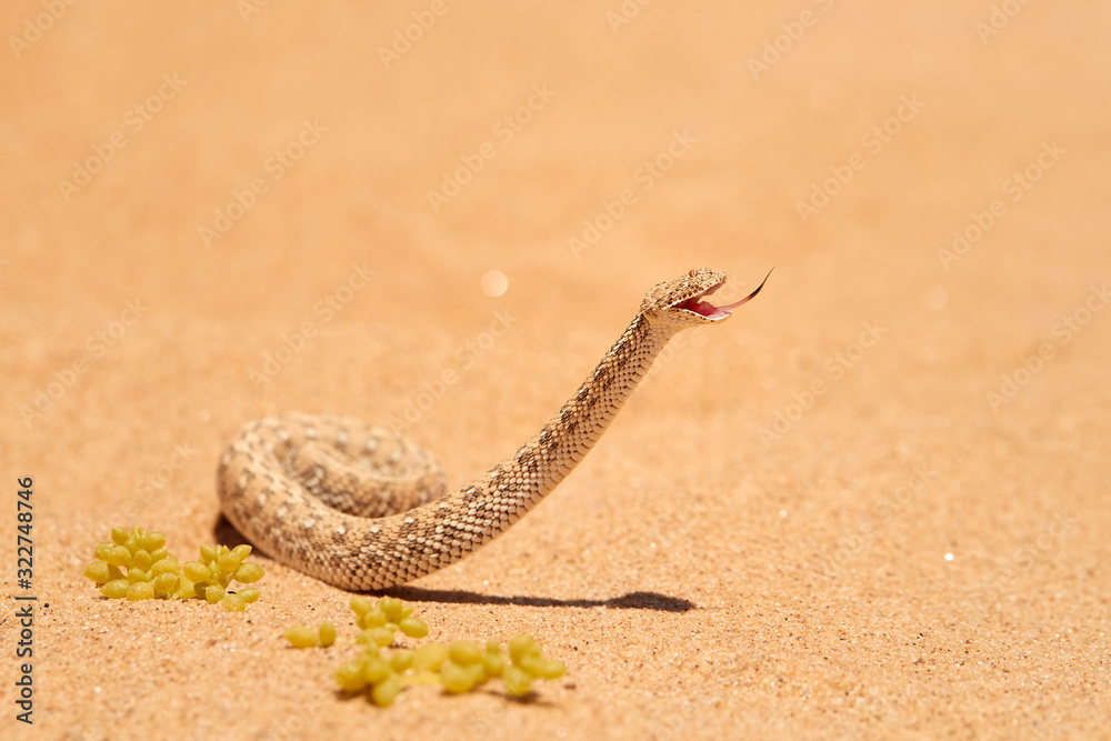 Wildlife encounter. Small, poisonous sand viper Bitis peringueyi ...
