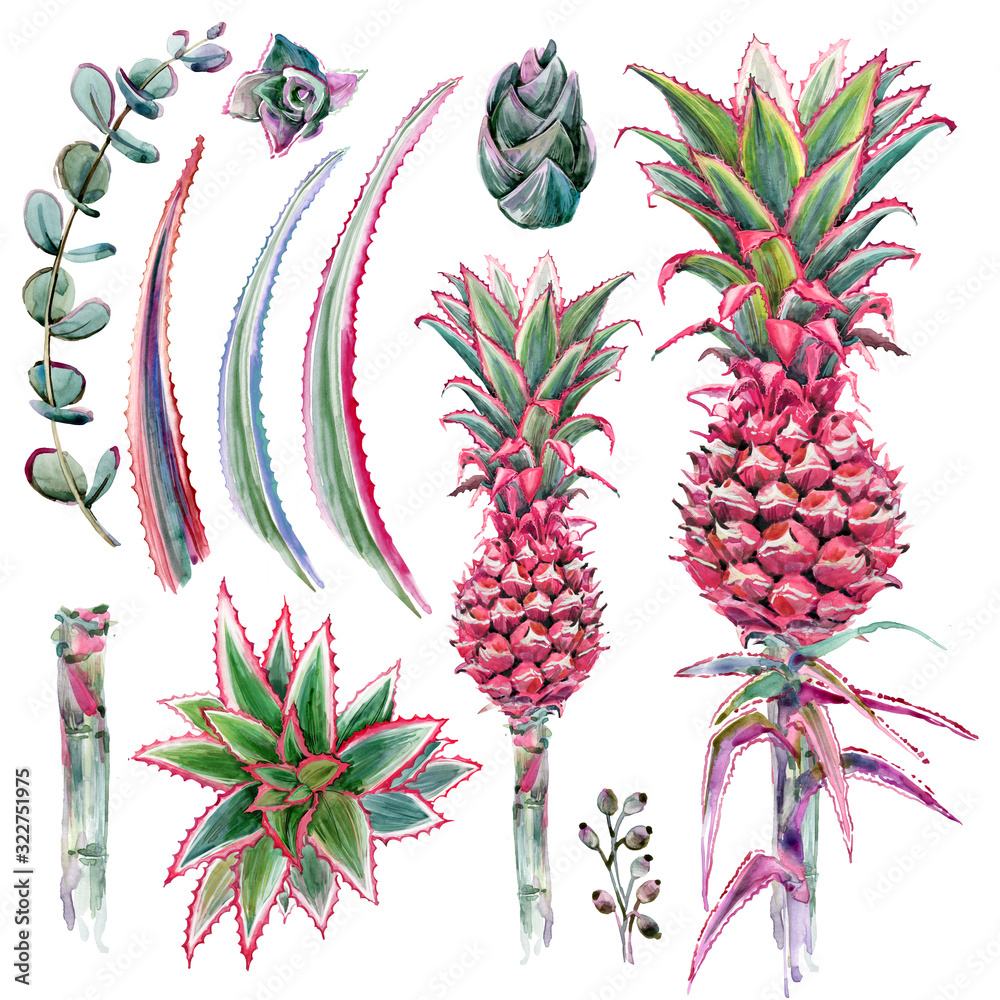 Pineapple Plant Drawing