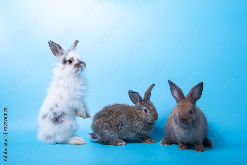 Three adorable rabbits by one standing on its hind legs and two sitting ...