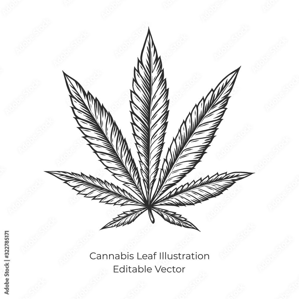 Cannabis leaf Illustration Hand Drawn Vector Stock Vector | Adobe Stock