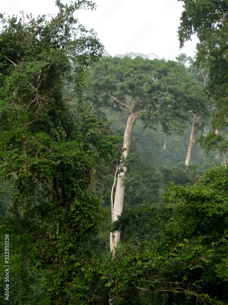 Kakum National Park Accra in Ghana - ACC for forest walks, treetop ...