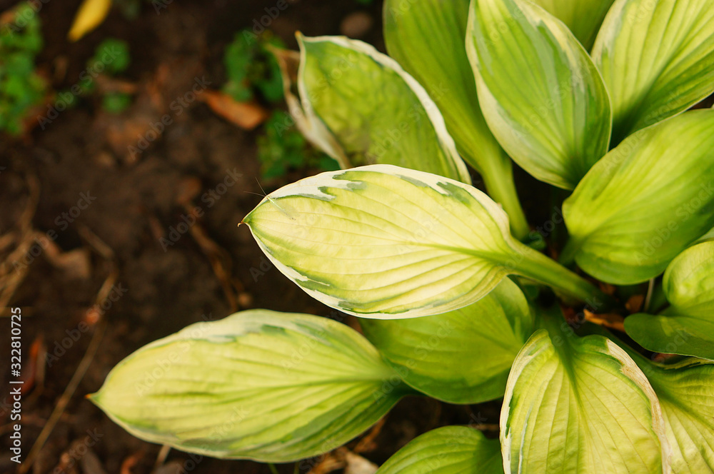 Hosta plant 'Captain's Adventure' in summer cottage garden. Plantain ...