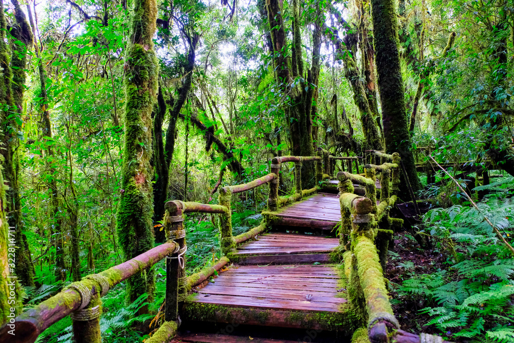 Fern and moss plant forest in national park, wooden pathway in forest ...