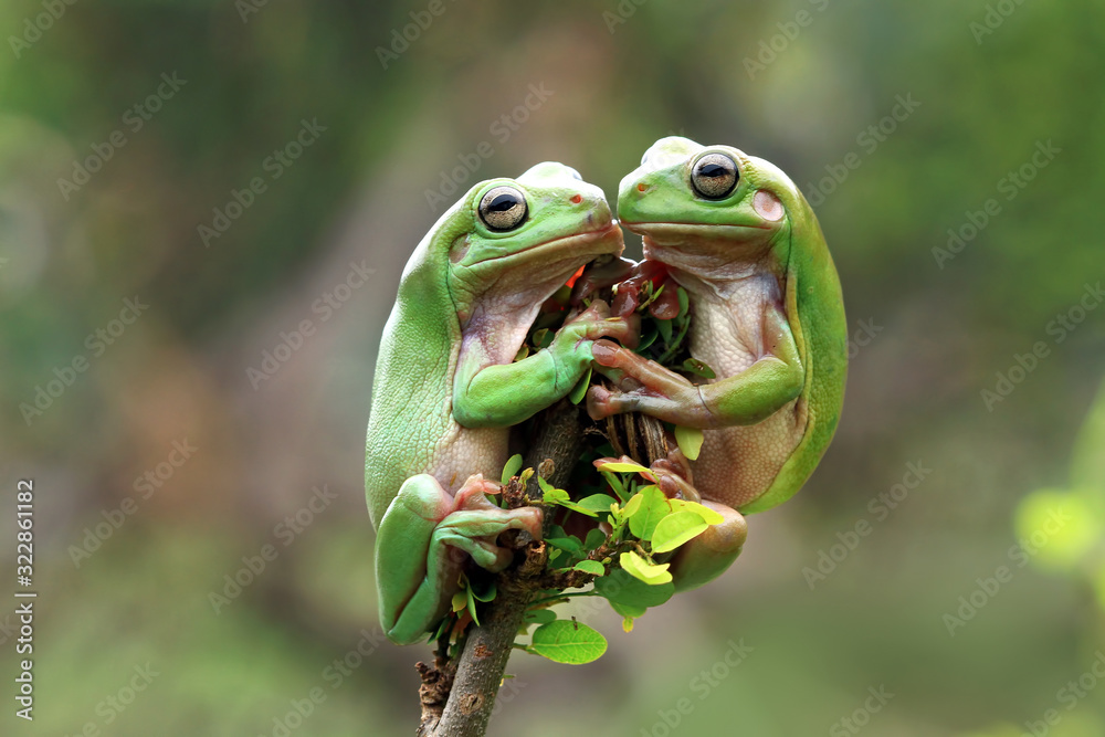 Foto de adorable, amphibian, animal, animal photography, animal theme ...