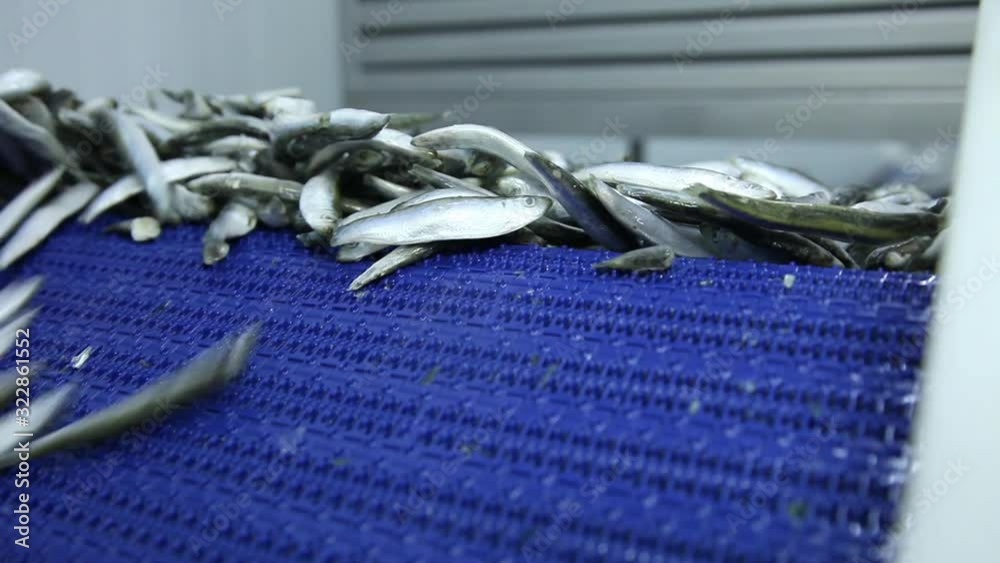 frozen fish processing line industry plant Stock ビデオ | Adobe Stock