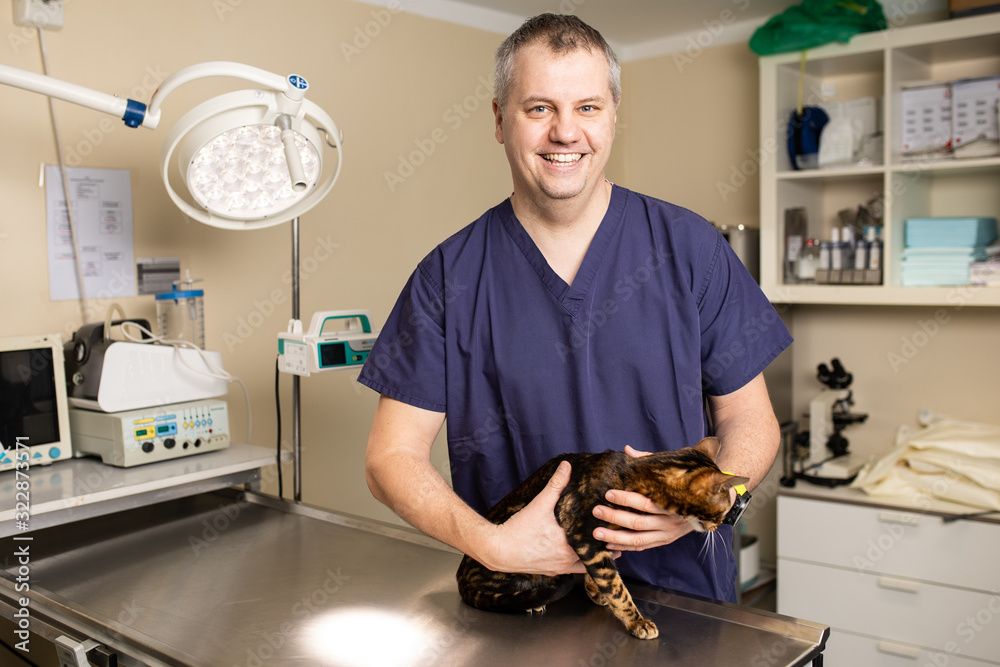 positive doctor after examination of cat in veterinary clinic Stock ...
