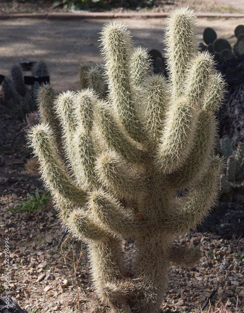 Mature Old Man Cactus, Cephalocereus senilis Stock Photo | Adobe Stock