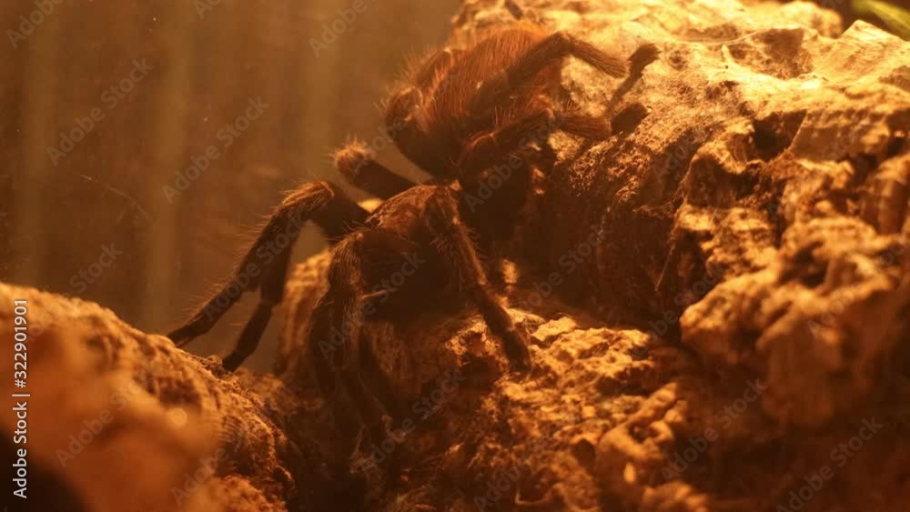 Mexican red rump Tarantula, Brachypelma vagans. Terrestrial, burrowing ...