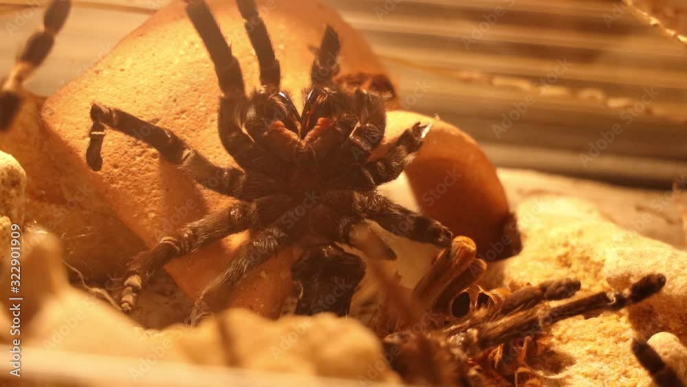 Exoskeletons of a Mexican fireleg Tarantula, Brachypelma boehmei. Long ...