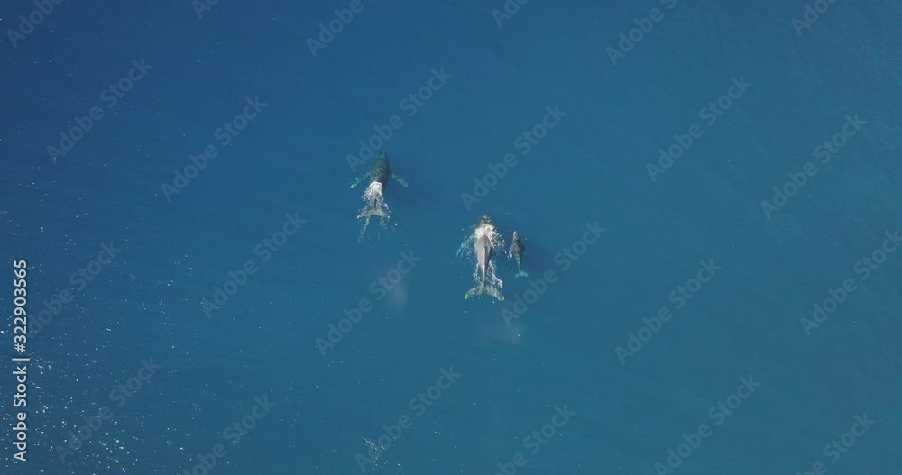 Aerial view of three humpback whales swimming together in the ocean ...