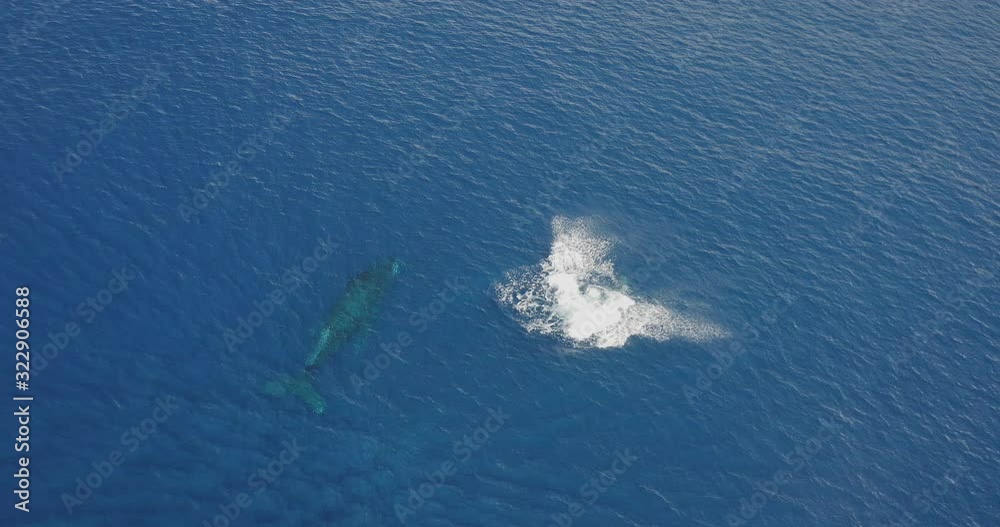 Aerial view of a baby humpback whale breaching, humpback whales ...