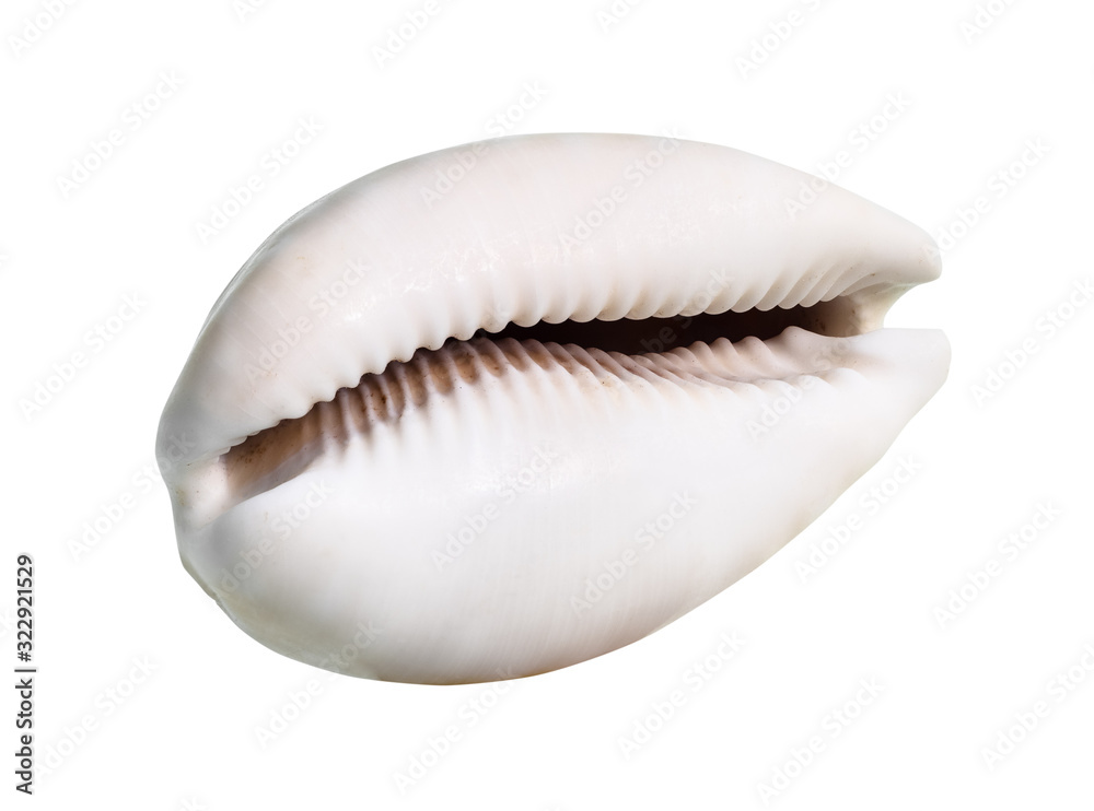 dried empty pink shell of cowry cutout on white Stock Photo | Adobe Stock