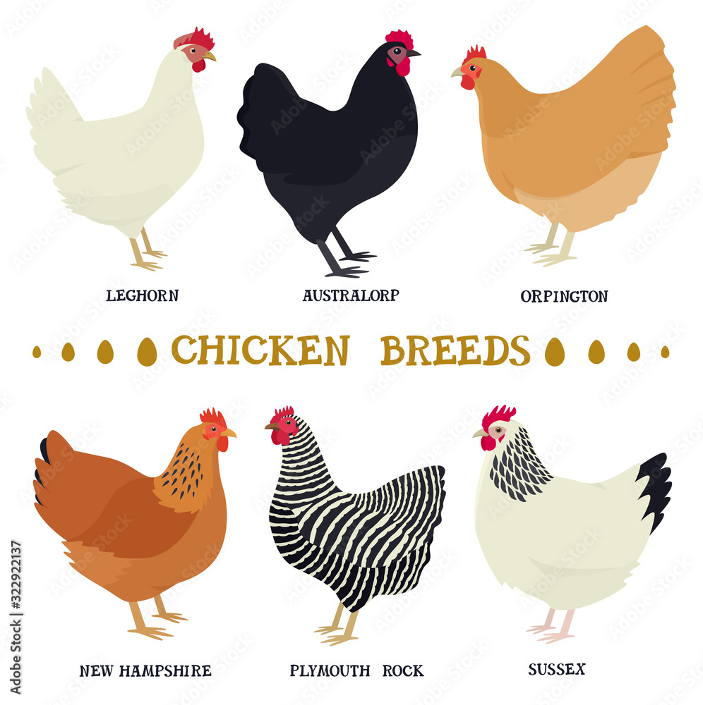Farming today Vector illustrations of the popular chicken breeds ...