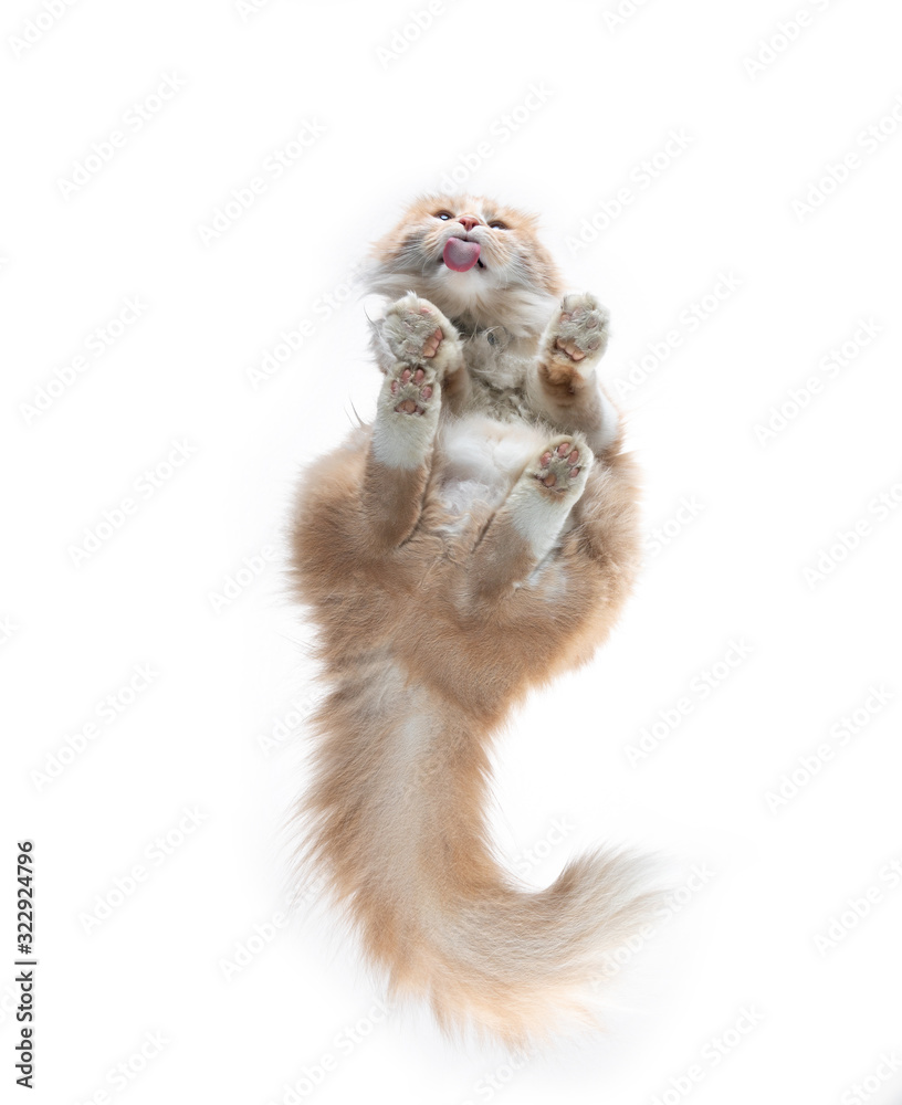 Cat Under Glass Table