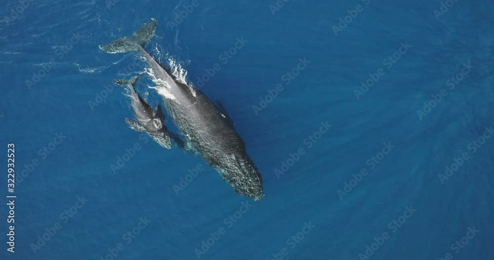 Aerial view of a mother humpback whale and her calf swimming together ...