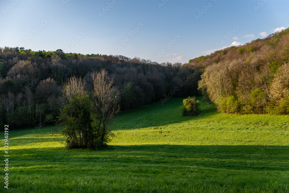 Prairie verte au printemps au bord d'une forêt avec une lumière rasante ...