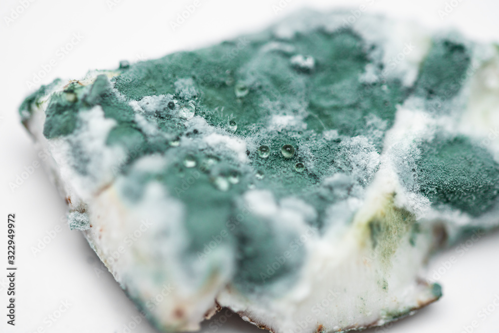 Foto de rotten coconut. mold on coconut. green mold on coconut. macro ...