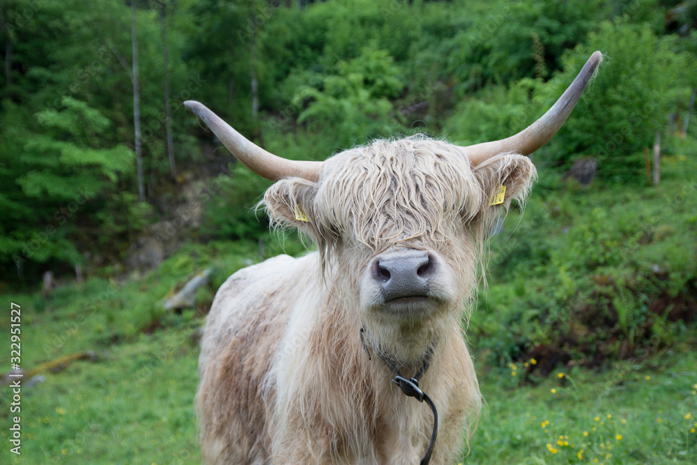white bull with horns, long woolly hair grazing in front of a forest ...