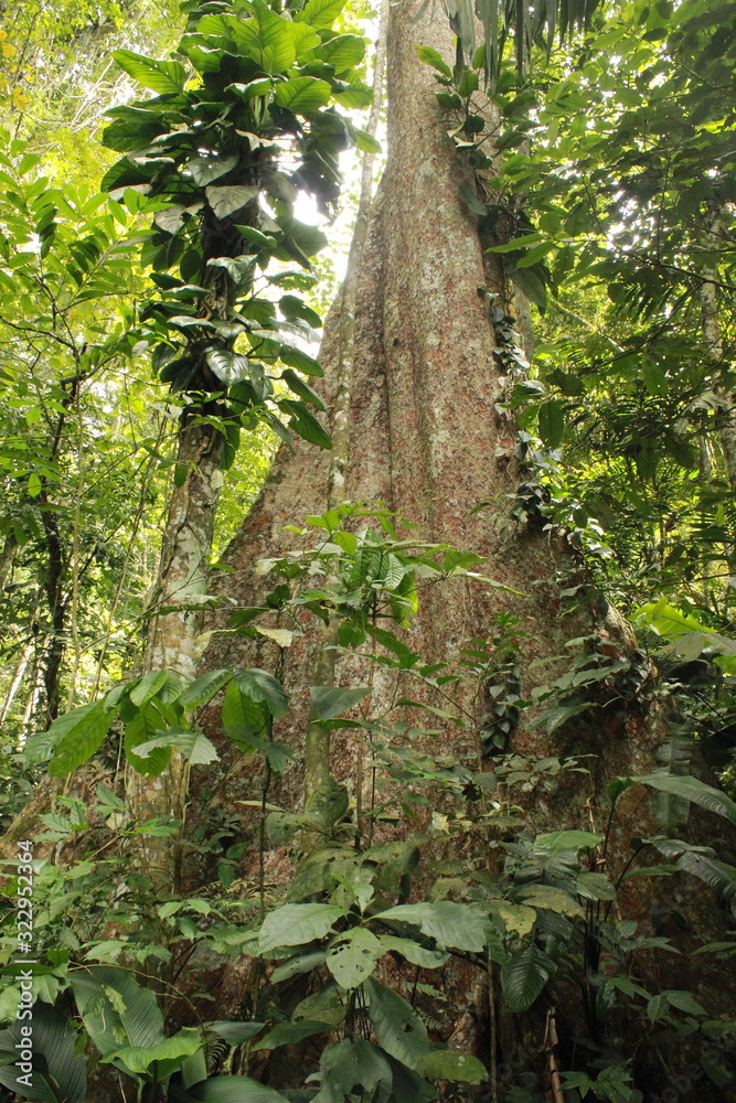 Forest interior, Venezuela. Tree trunks carry nutrients between the ...