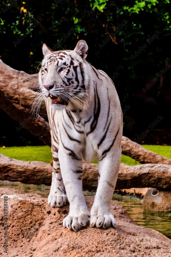 Rare White Striped Wild Tiger Stock Photo | Adobe Stock