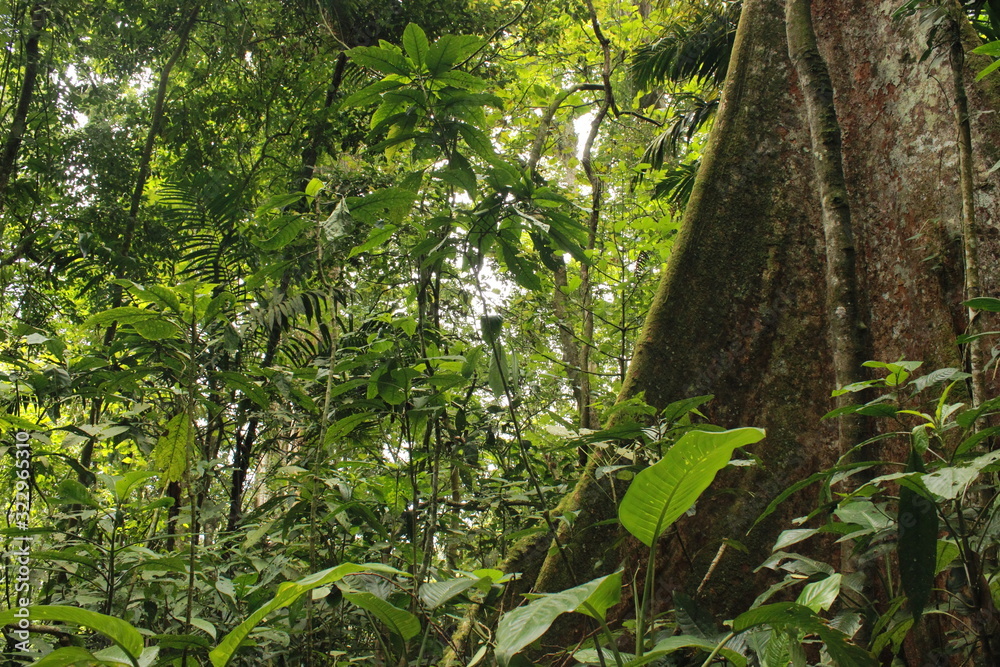 Forest interior, Venezuela. Tree trunks carry nutrients between the ...