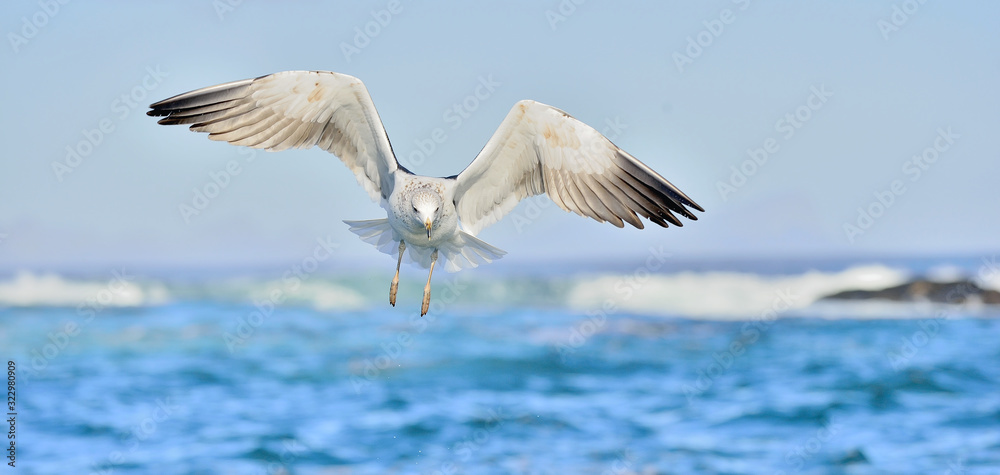 Flying Kelp gull (Larus dominicanus), also known as the Dominica Stock ...