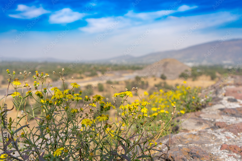 Yellow flowers on the sun pyramid in Teotihuacan. Background with ...