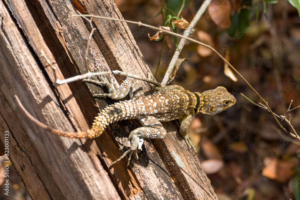 Oplurus cuvieri, known as the collared iguanid lizard, or Madagascan ...