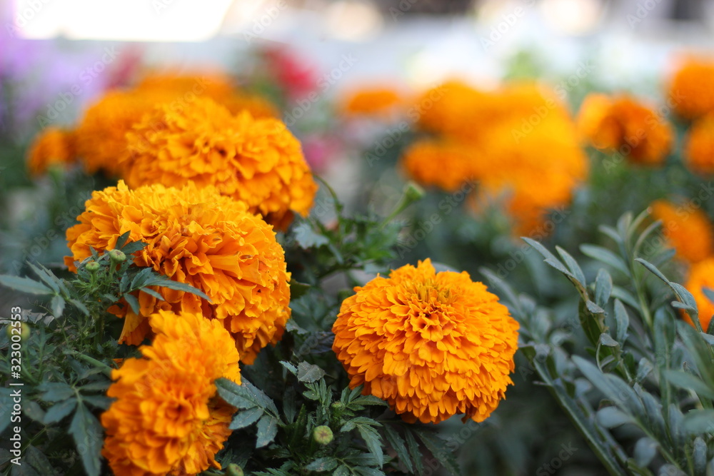 These marigolds are tall, erect-growing plants up to three feet in ...