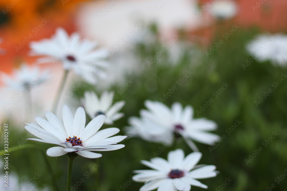 Dimorphotheca ecklonis or Osteospermum, is an ornamental plant. A ...