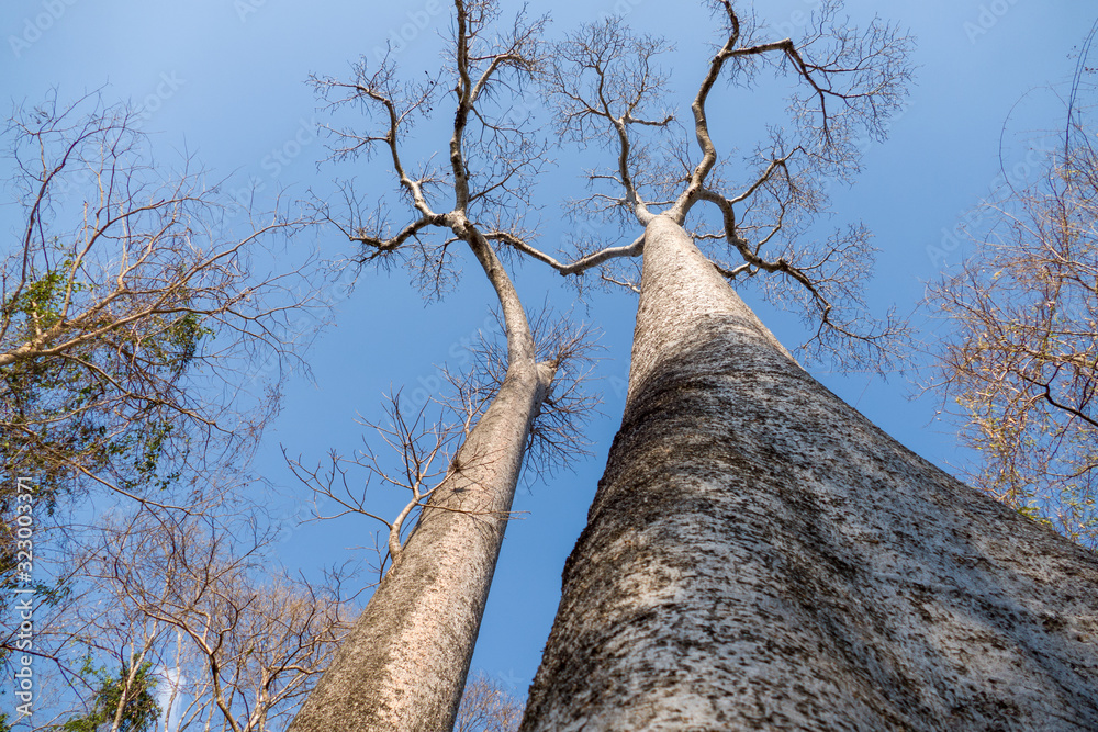 Baobab Trees (adansonia grandidieri) trunk in Madagascars ...