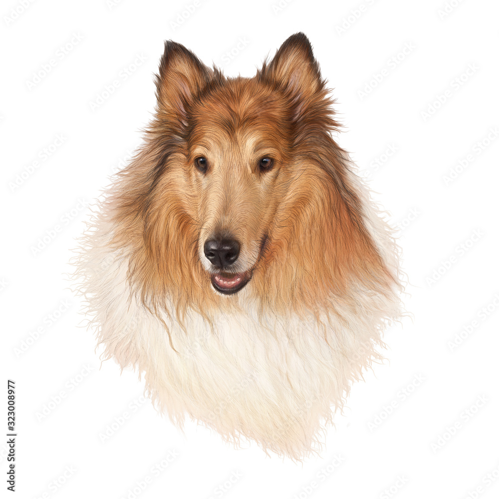 The Rough Collie is a long-coated dog breed. Head of the Long-Haired ...