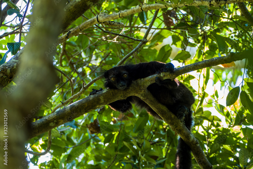 männlich schwarzer lemur (Eulemur macaco) / Moor Lemur sits in the ...
