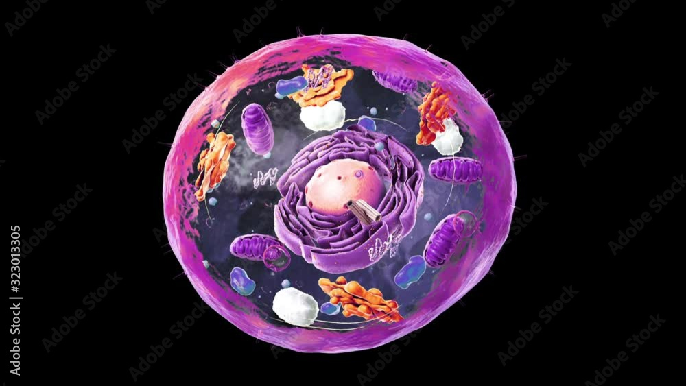 Components of Eukaryotic cell, nucleus and organelles and plasma ...