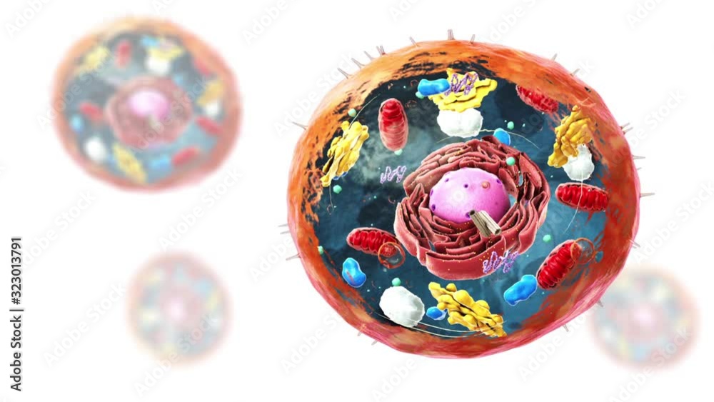 Components of Eukaryotic cell, nucleus and organelles and plasma ...