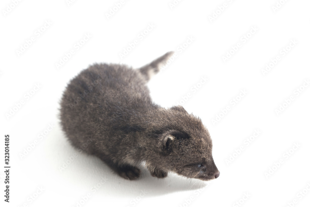 The baby small Indian civet (Viverricula indica) is a civet native to ...