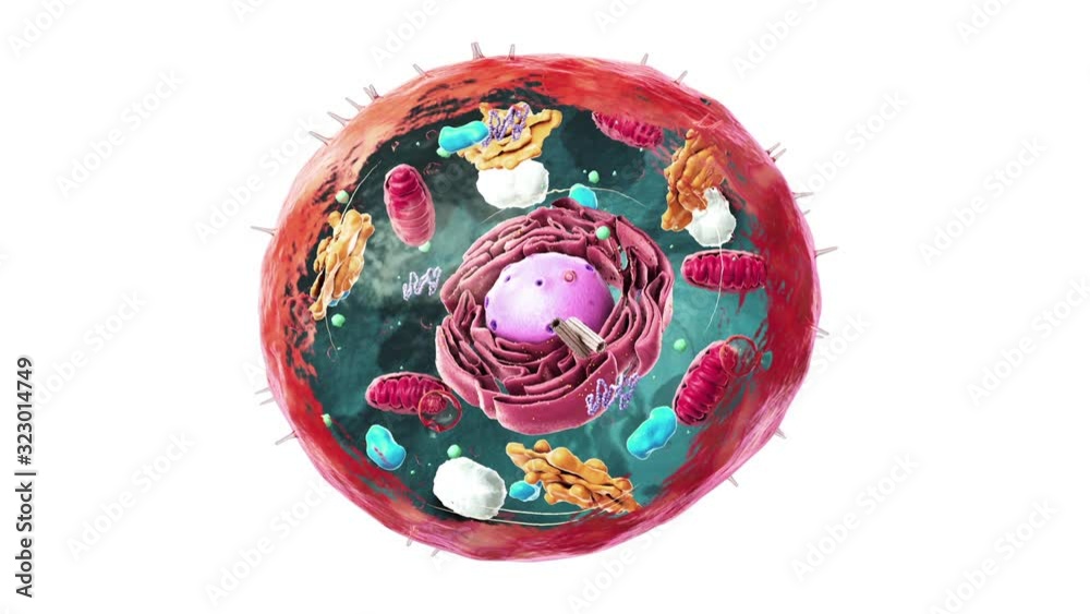 Components of Eukaryotic cell, nucleus and organelles and plasma ...