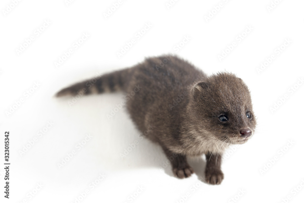 The baby small Indian civet (Viverricula indica) is a civet native to ...