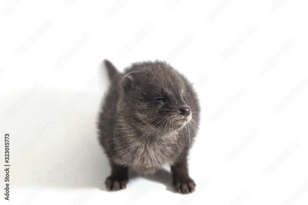 The baby small Indian civet (Viverricula indica) is a civet native to ...