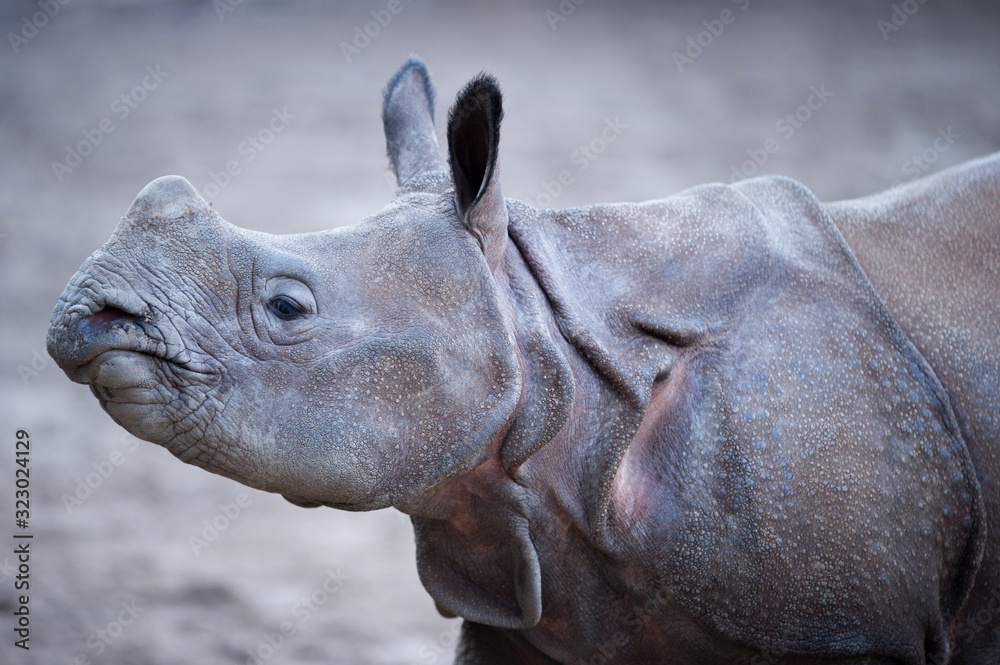 indian rhino, rhino, indian rhinoceros, Stock Photo | Adobe Stock