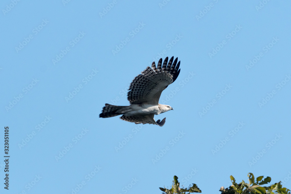 Changeable hawk-eagle or crested hawk-eagle is a large bird of prey ...