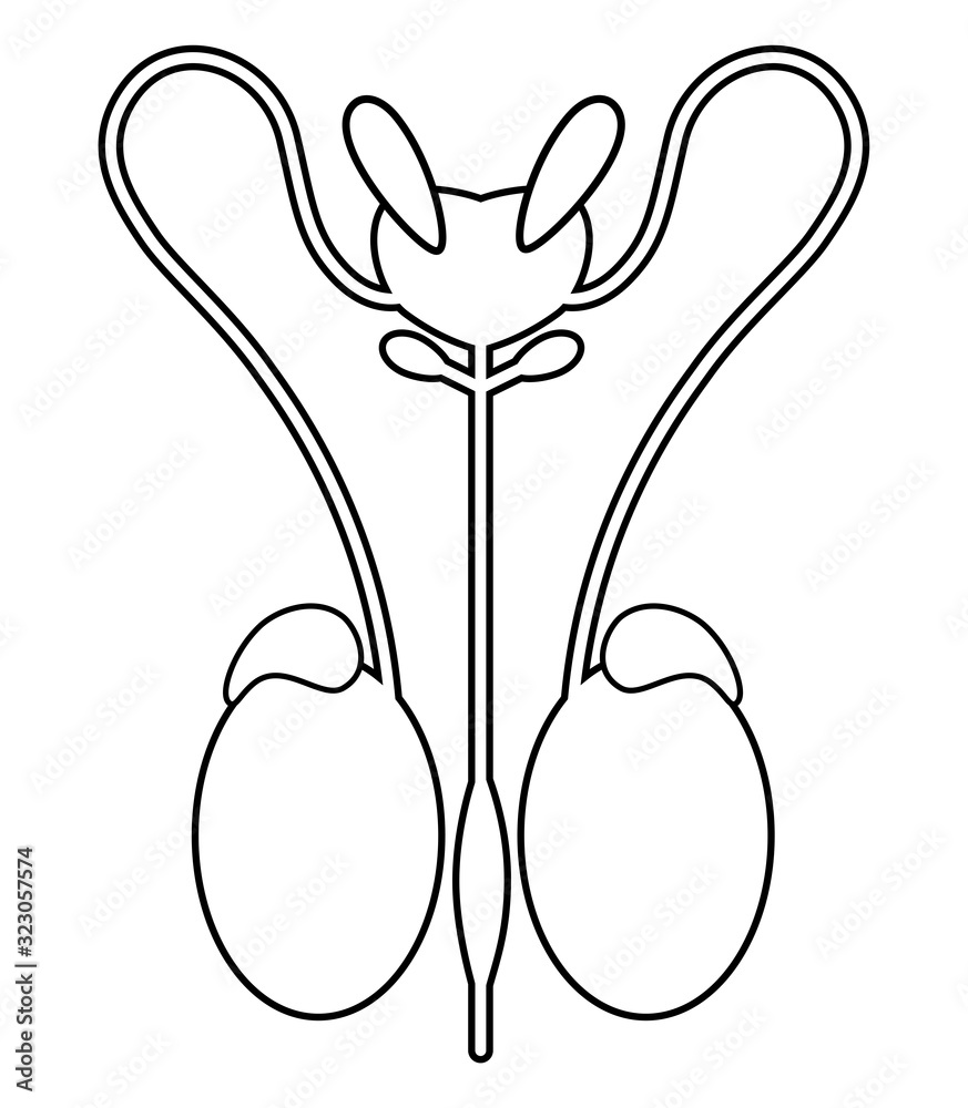 Male reproductive system and bladder. Front view, line art. Vector ...
