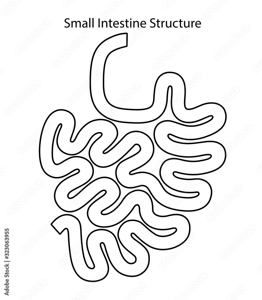 Human internal organs: small intestine structure. Vector line art ...