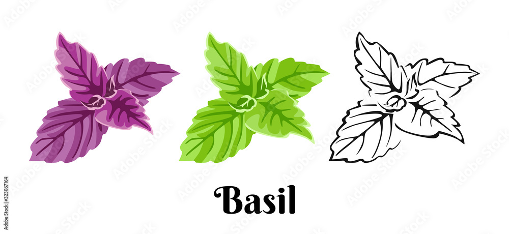 Basil Leaf Clip Art